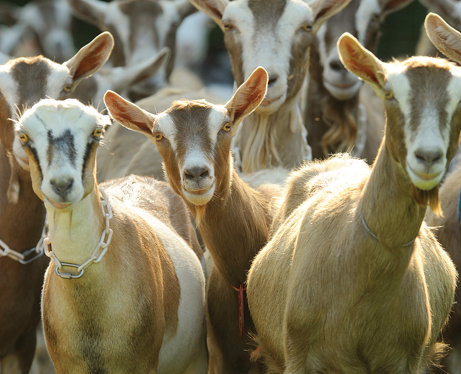 Goat Herding Tips Common Goat Keeping Mistakes To Avoid Grit